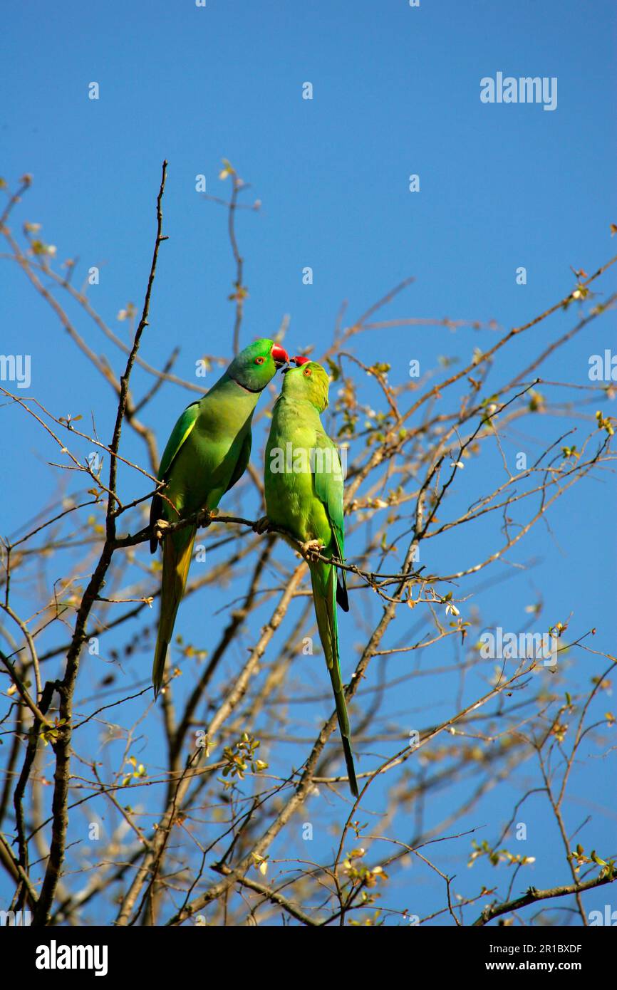 Parrot behavior hi-res stock photography and images - Alamy