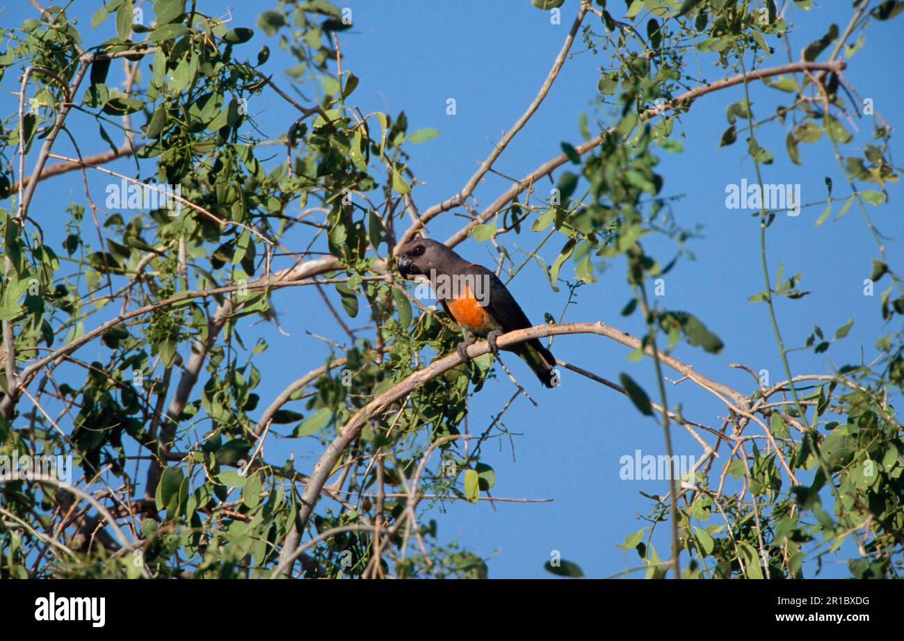 Red-bellied parrot (Poicephalus rufiventris), Red-bellied Parrot ...
