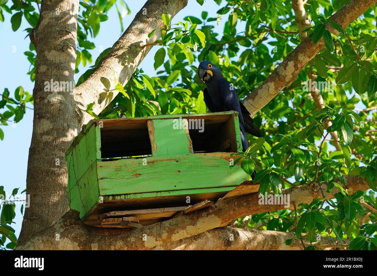Hyacinth macaw (Anodorhynchus hyacinthinus) adult, sitting on the nest ...