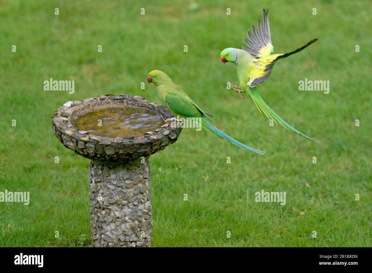 Rose-ringed Parakeet (Psittacula krameri), rose-ringed parakeet, Rose ...
