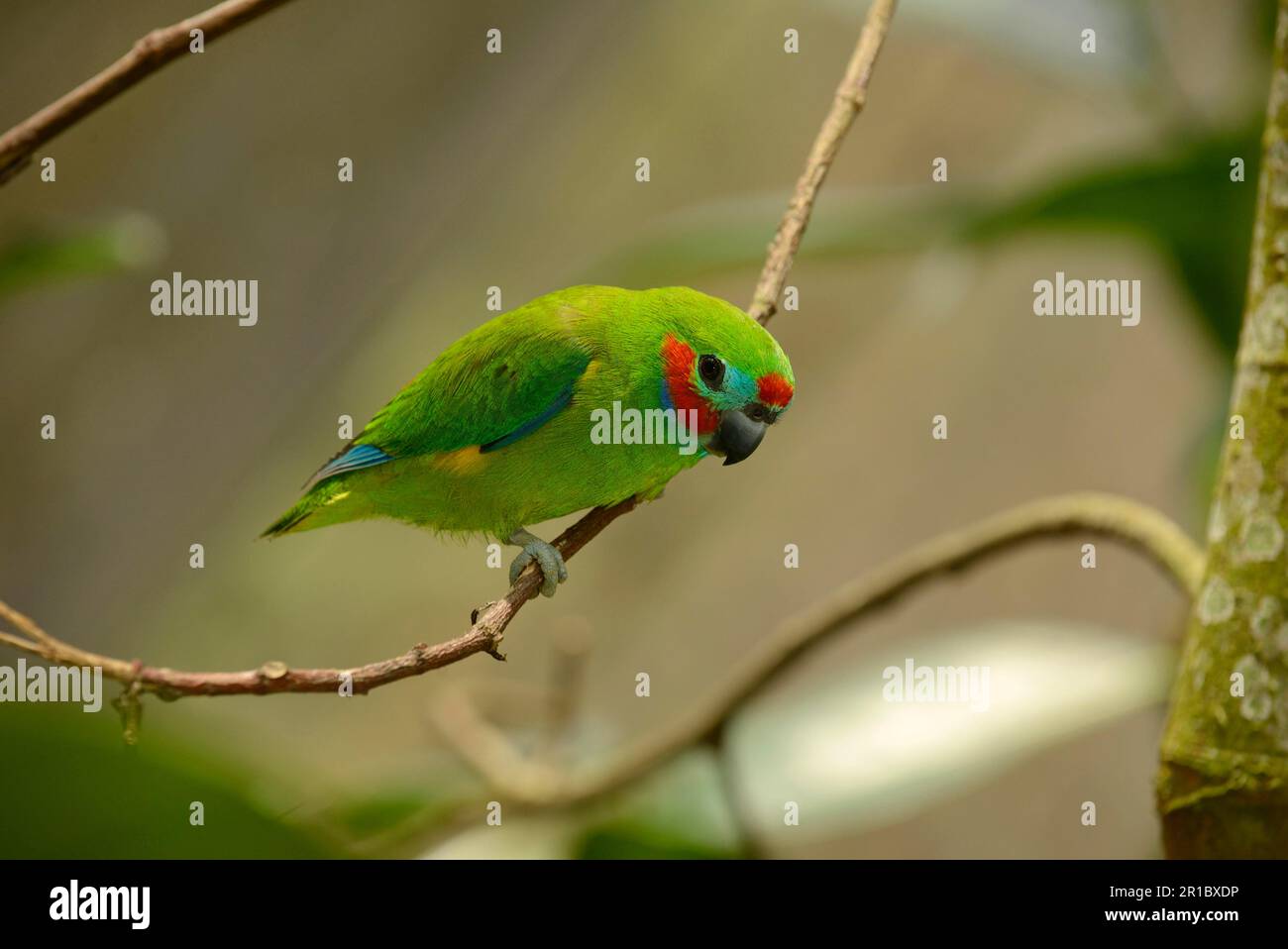 Masked dwarf parrots hi-res stock photography and images - Alamy
