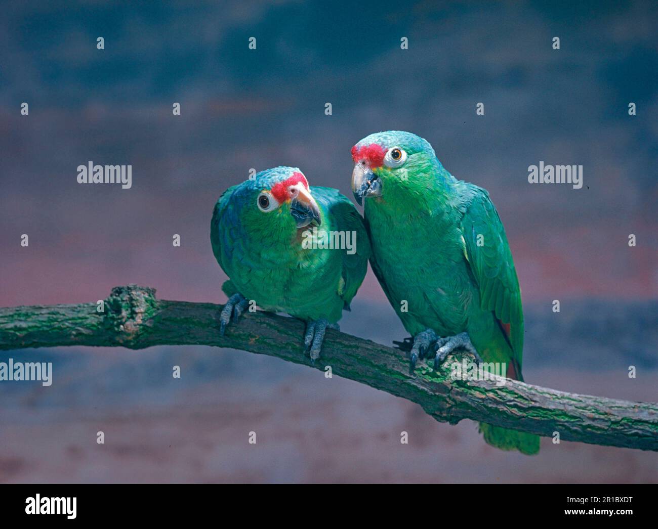 Lilacin Parrot (Amazona lilacina Stock Photo - Alamy
