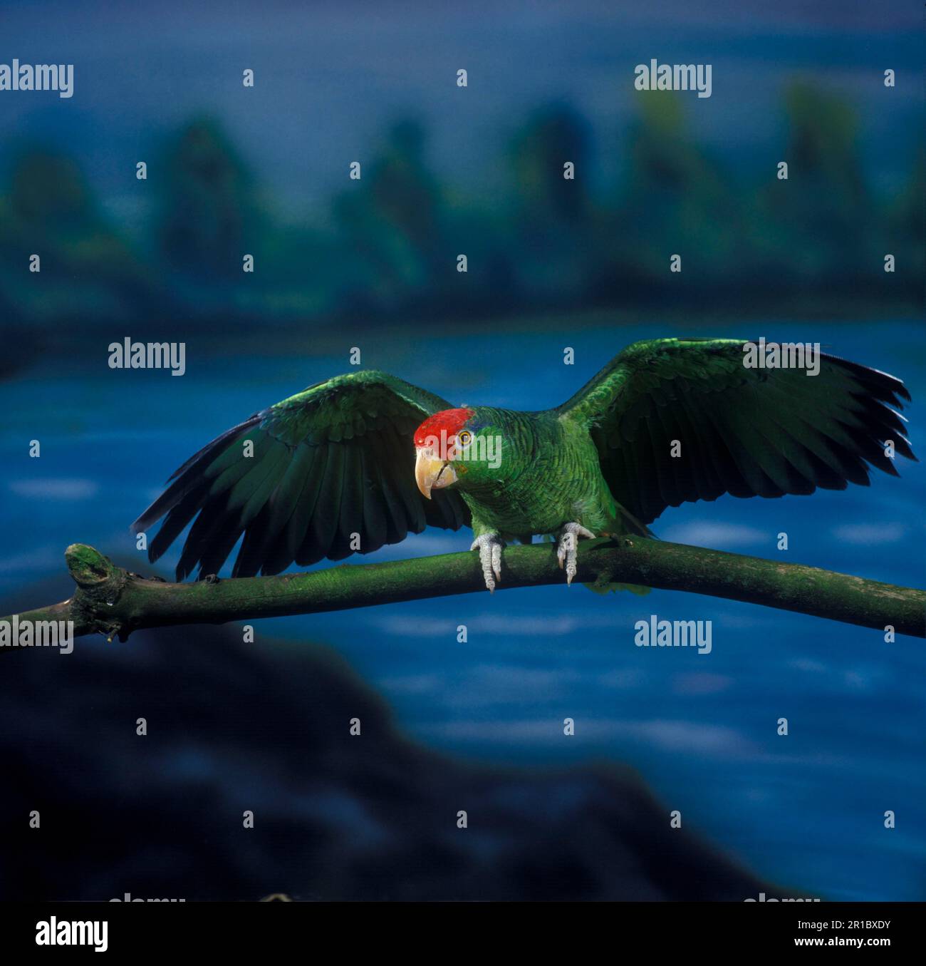 Green-cheeked Amazon Parrot, Amazons, Parrots, Animals, Birds, Green ...