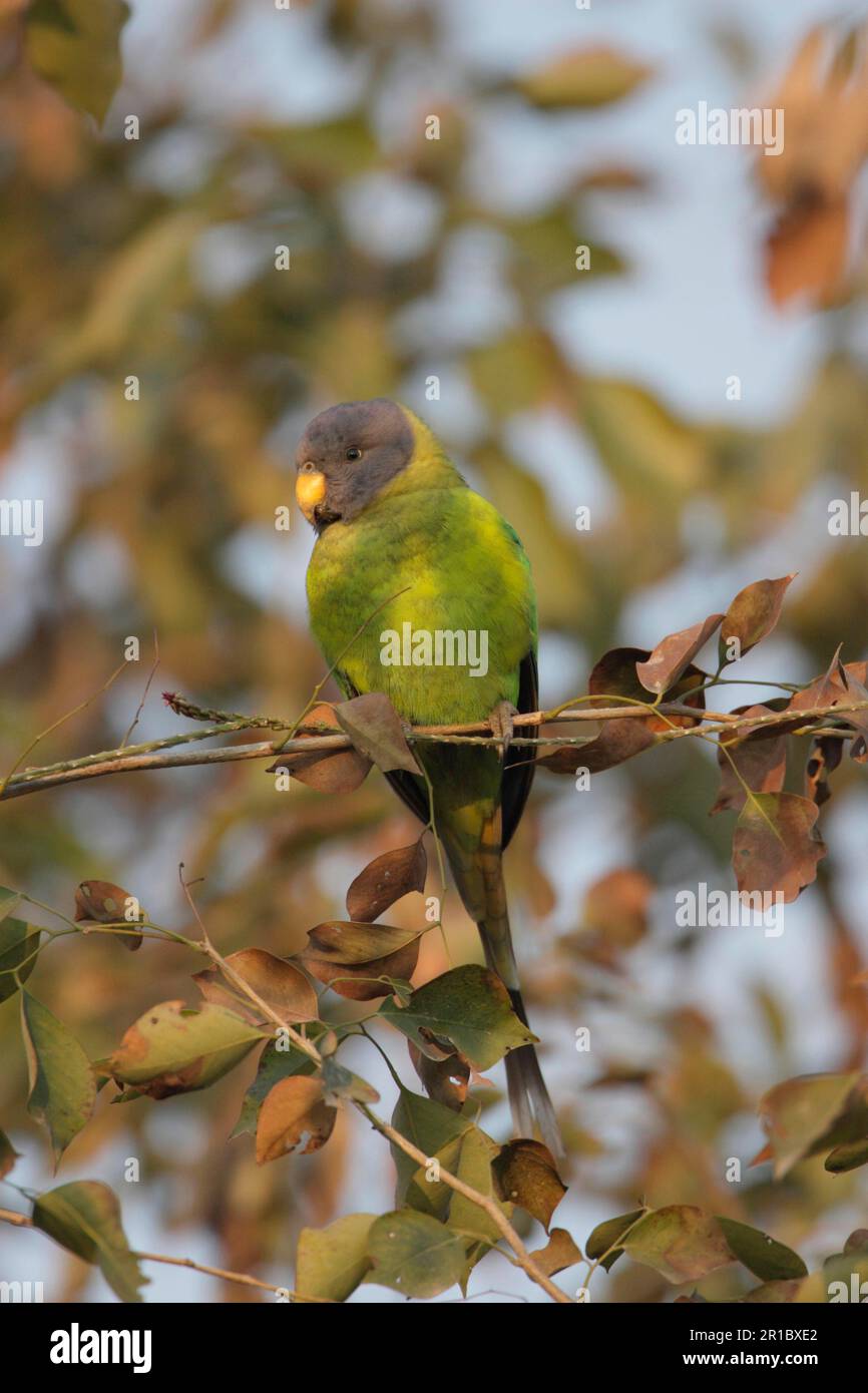 Plum-headed parakeet (Psittacula cyanocephala), Plum-headed Parakeets ...
