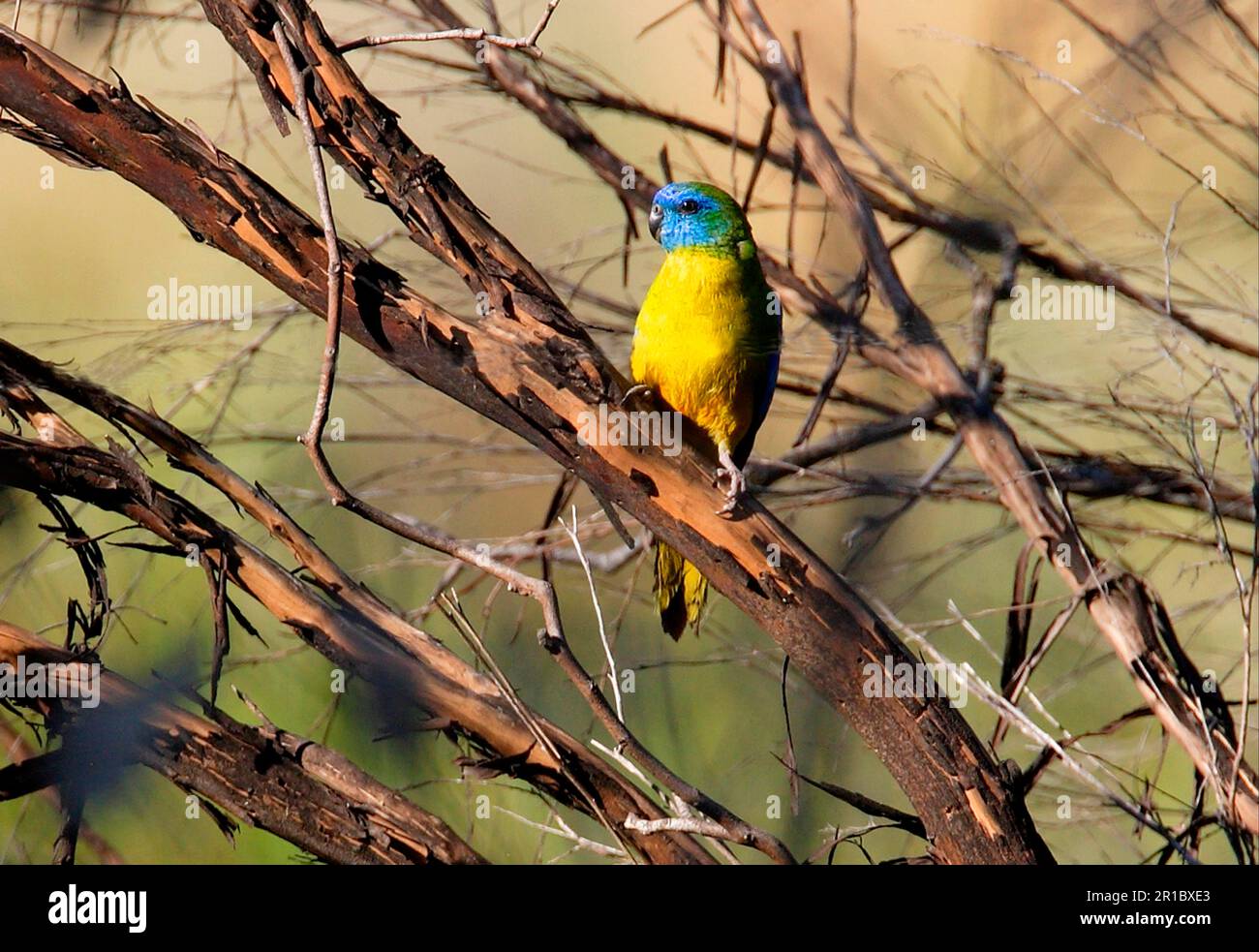 Dead parrot hi-res stock photography and images - Alamy