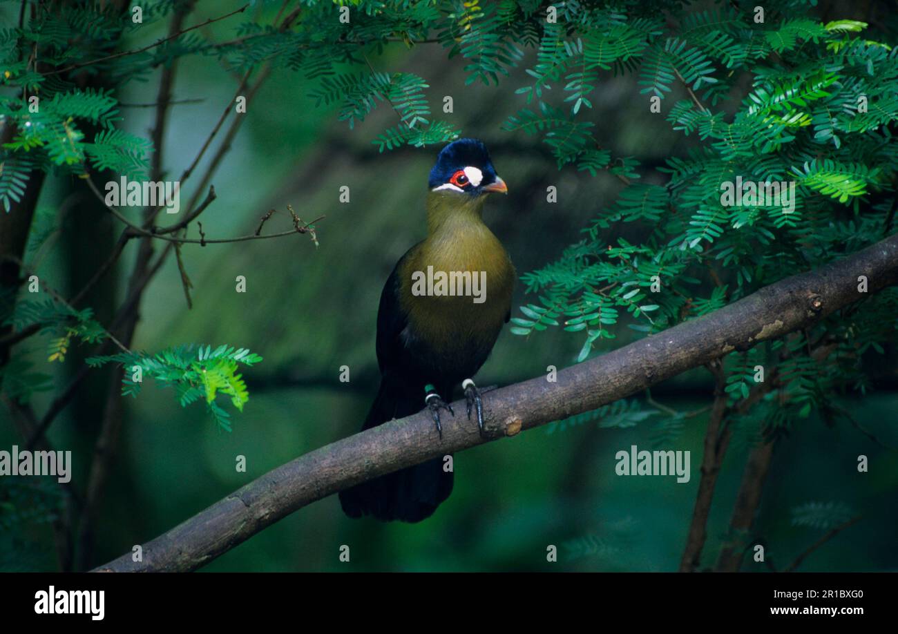 Seidenturaco, hartlaub's turaco (Tauraco hartlaubi), Seidenturacos ...