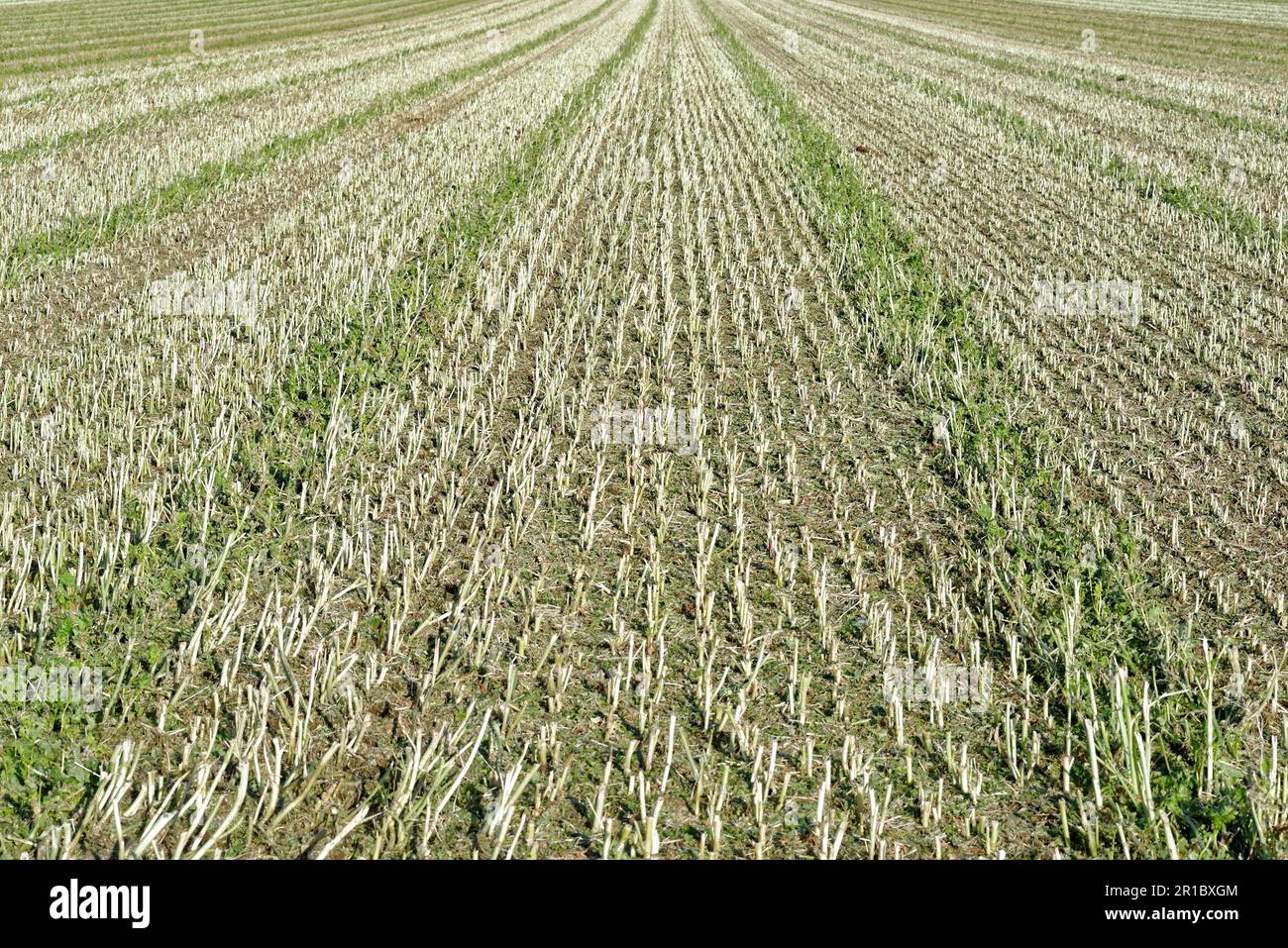 Harvested corn (Zea mays) field, St. Hubert, Kempen, NRW, Germany Stock ...