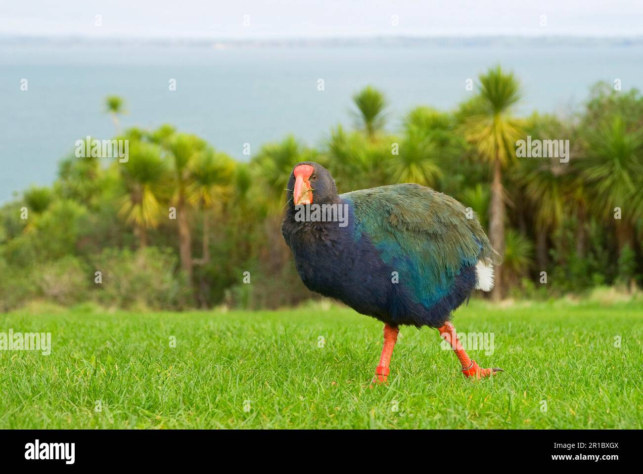 Grazing bird australian endangered hi-res stock photography and images ...
