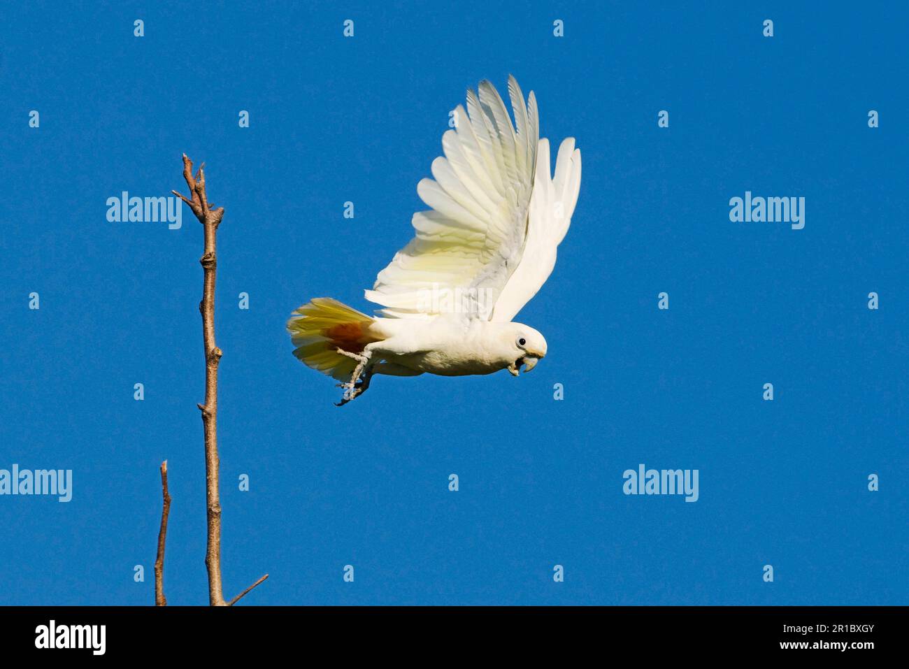 Red red-vented cockatoo (Cacatua haematuropygia), adult, in flight ...