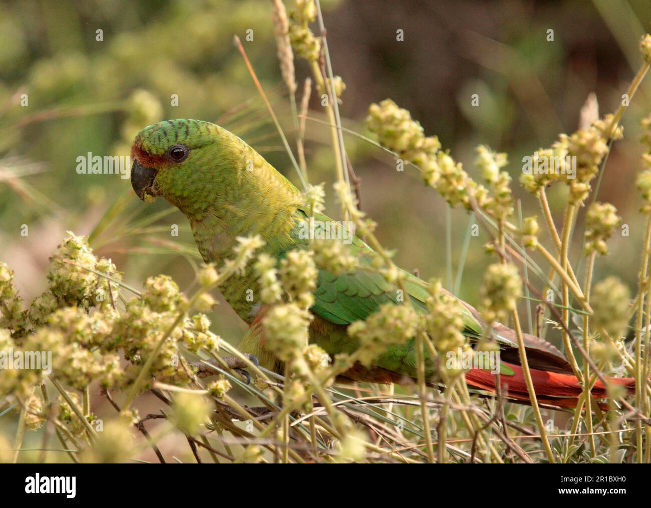 Austral Parakeet (Enicognathus ferrugineus) adult, feeding, Villa ...