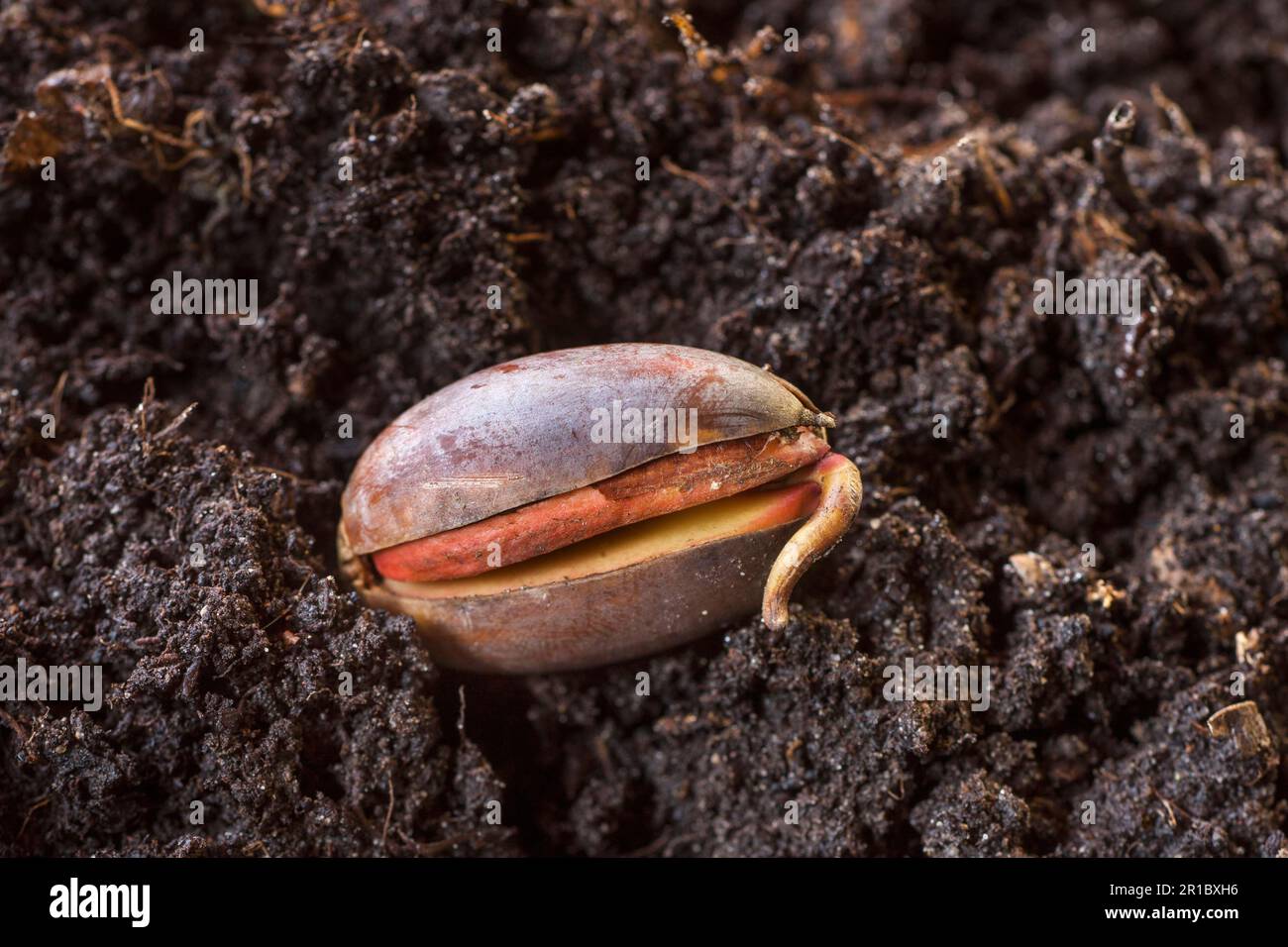 English oak (Quercus robur), acorn Stock Photo - Alamy