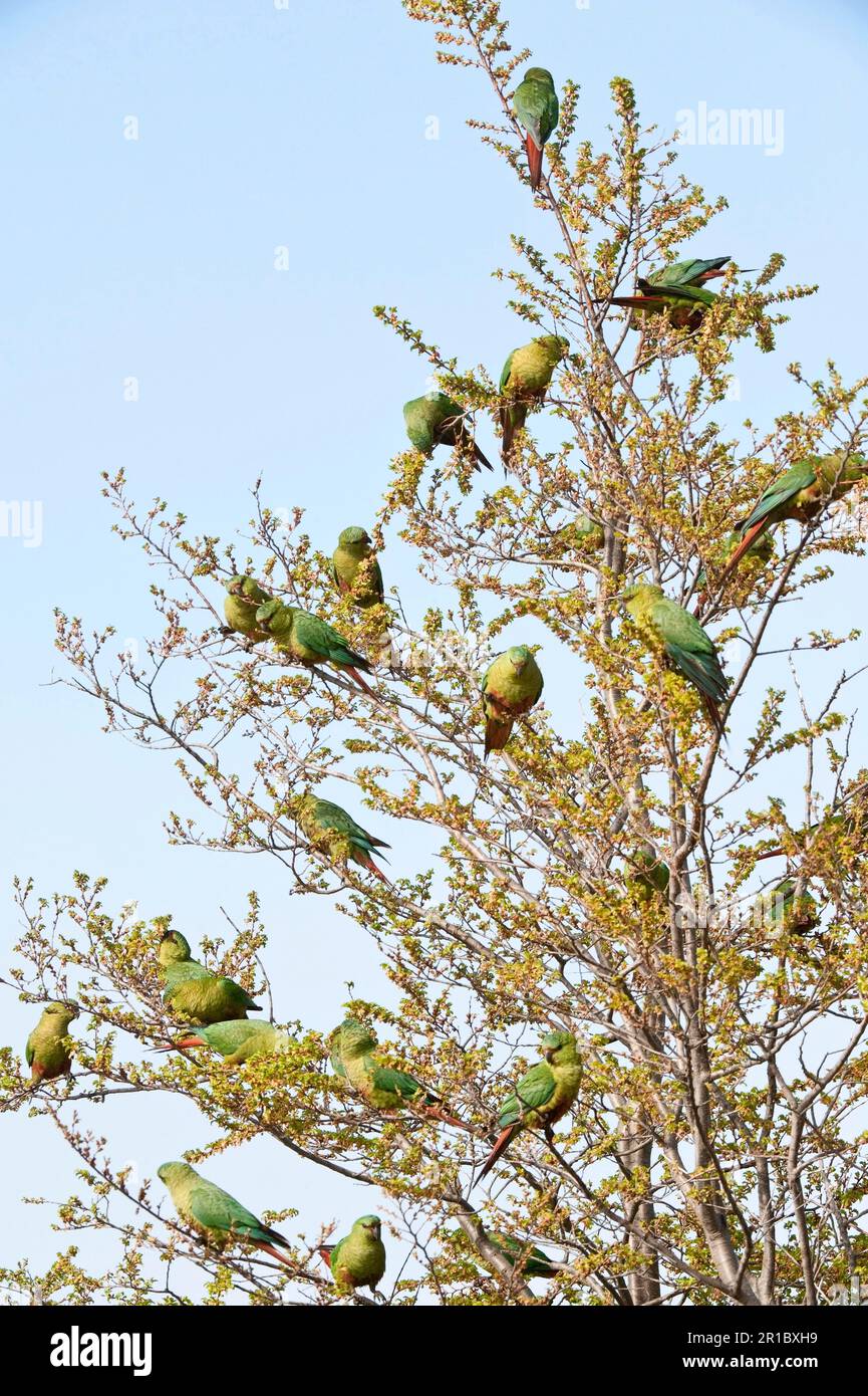 Flock of austral parakeet (Enicognathus ferrugineus) feeding on ...