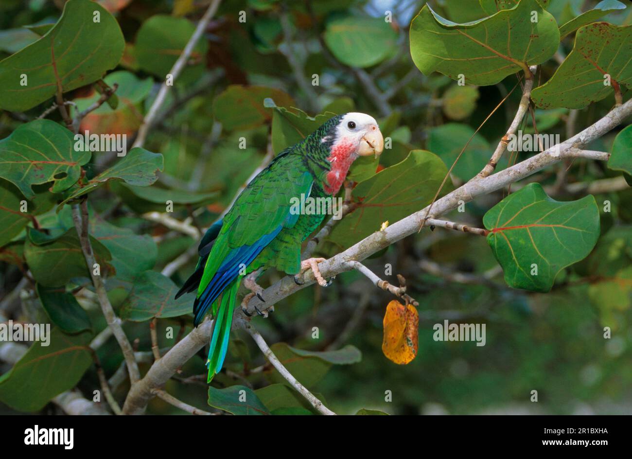 Cuban Amazon, Cuban Amazon, endemic, Amazons, Parrots, Animals, Birds ...