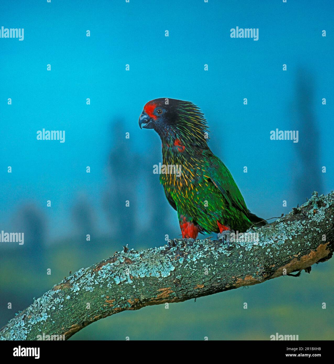 Yellowish streaked lory hi-res stock photography and images - Alamy