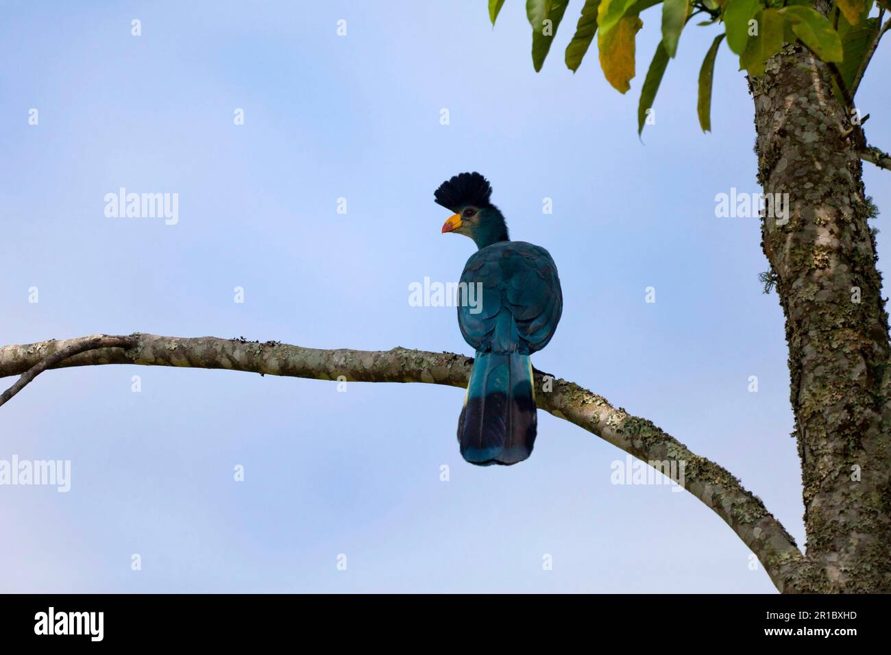 Great blue turaco corythaeola cristata hi-res stock photography and ...