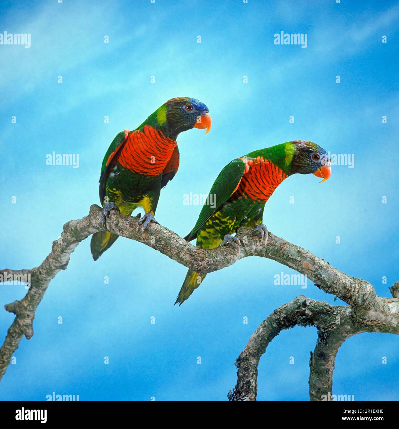 Black-bellied Lory, Black-bellied Lory, Loris, Parrots, Animals, Birds ...