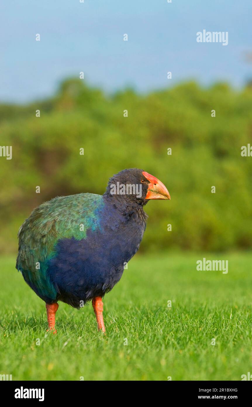 Takahe, South Island takahe (Porphyrio hochstetteri), South Island ...