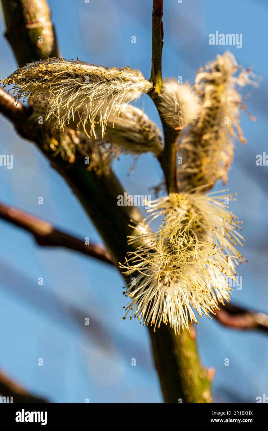 Willow tree pollen in spring Stock Photo - Alamy