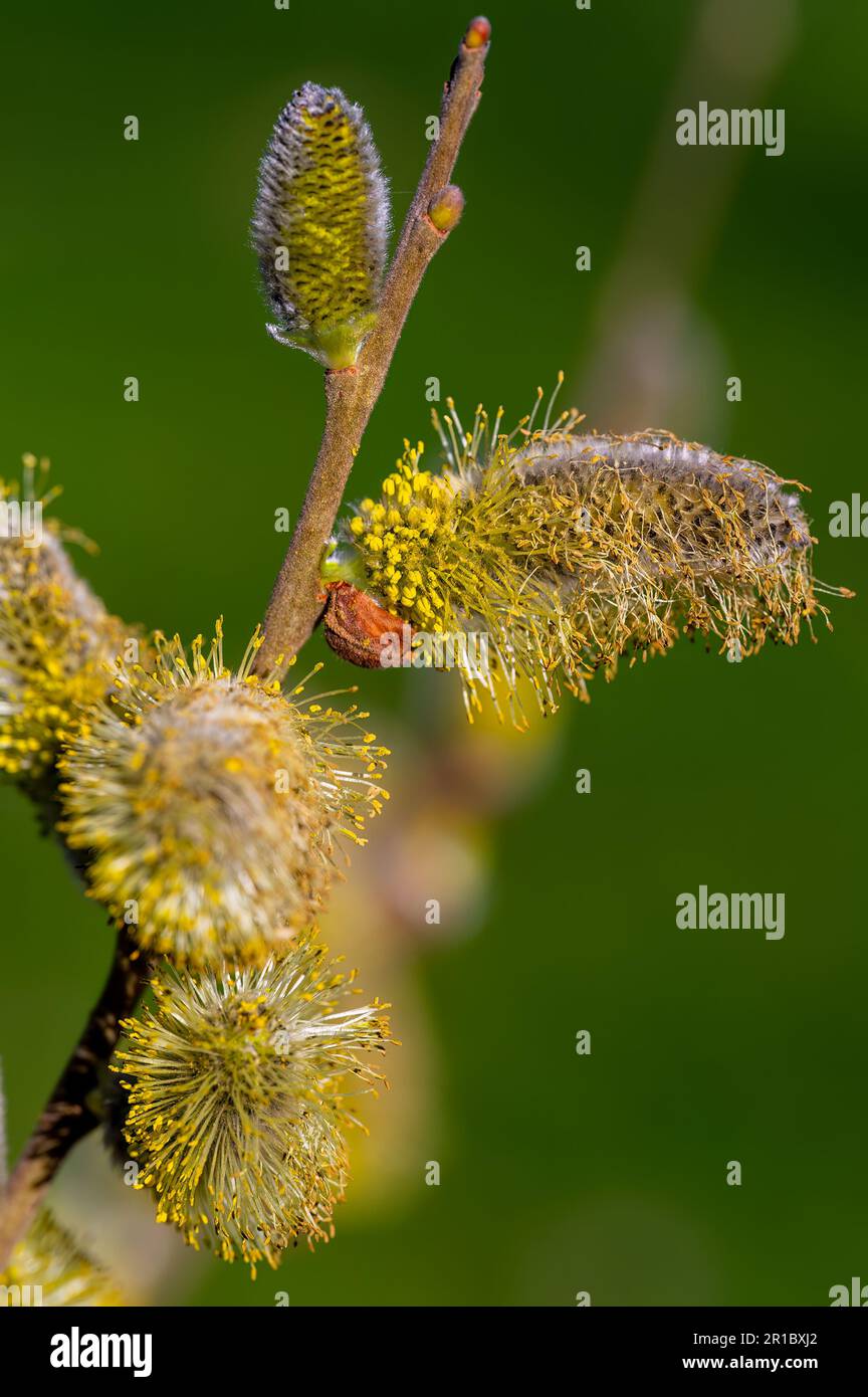 Willow tree pollen in spring Stock Photo - Alamy