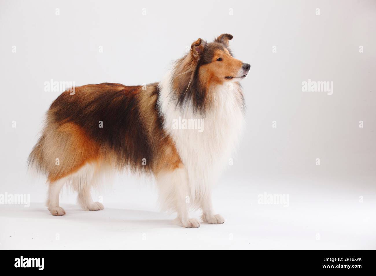 Rough Collie, male Stock Photo - Alamy