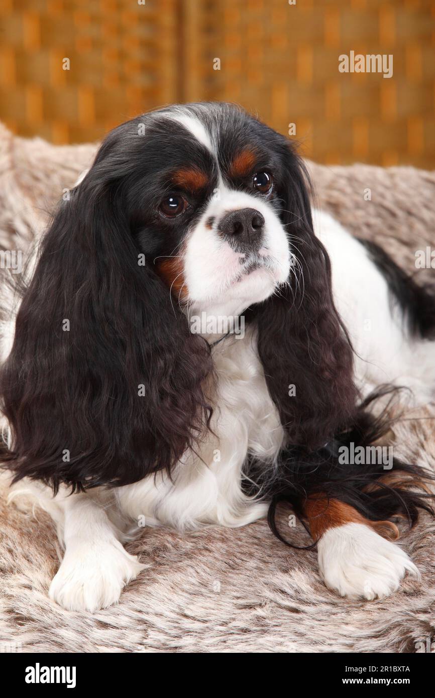 Cavalier King Charles Spaniel, tricolour Stock Photo - Alamy