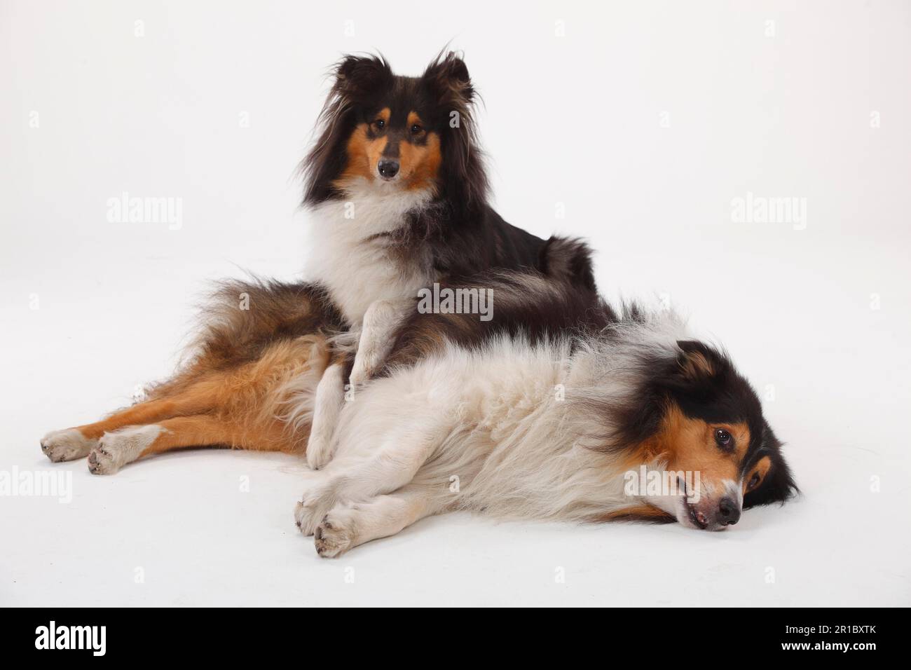 Rough Collies, pair, black-tri Stock Photo - Alamy