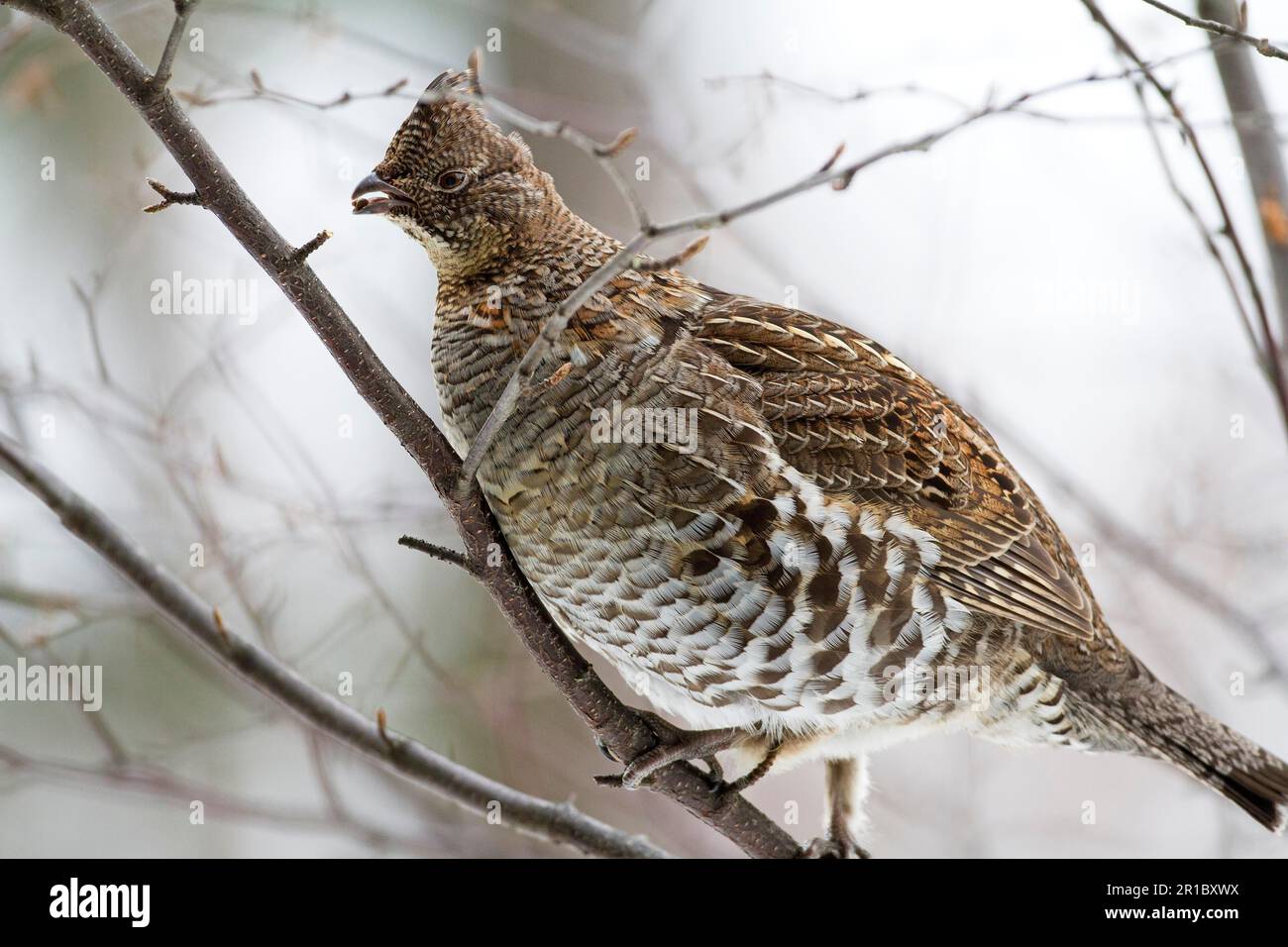 Ruffed grouse (Bonasa umbellus) eating a bud, Quebec, Canada Stock ...