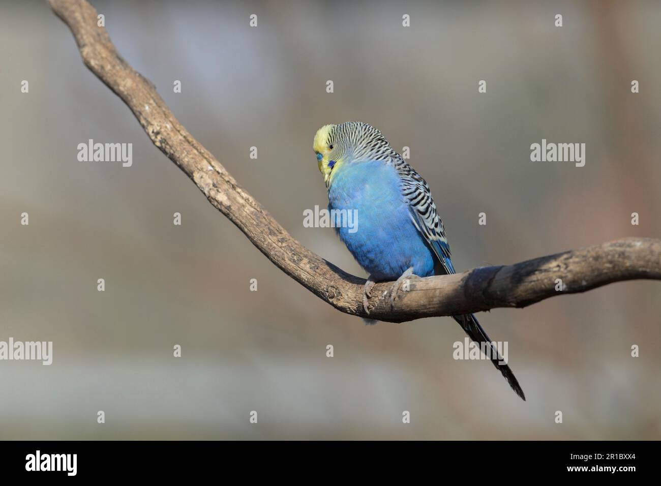 Budgie (Melopsittacus undulatus), Yellow face-normal-dark blue Stock ...