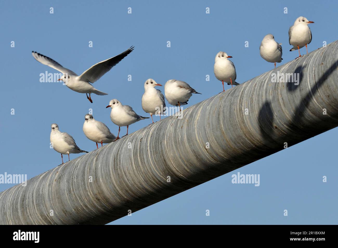 Nine headed bird hi-res stock photography and images - Alamy
