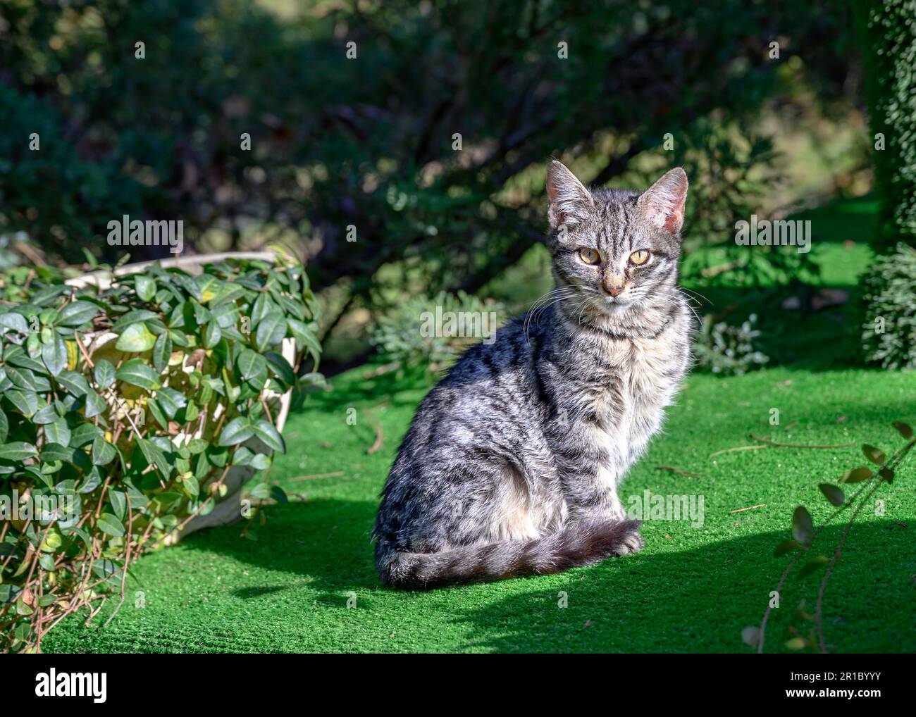 Kitten in the sun hi-res stock photography and images - Alamy
