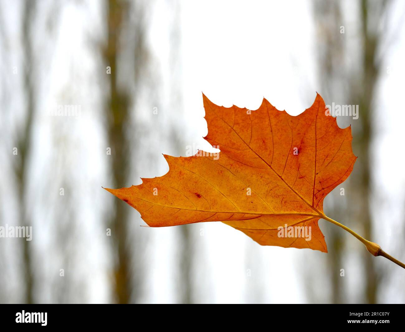 single orange maple leaf with trees in background Stock Photo - Alamy