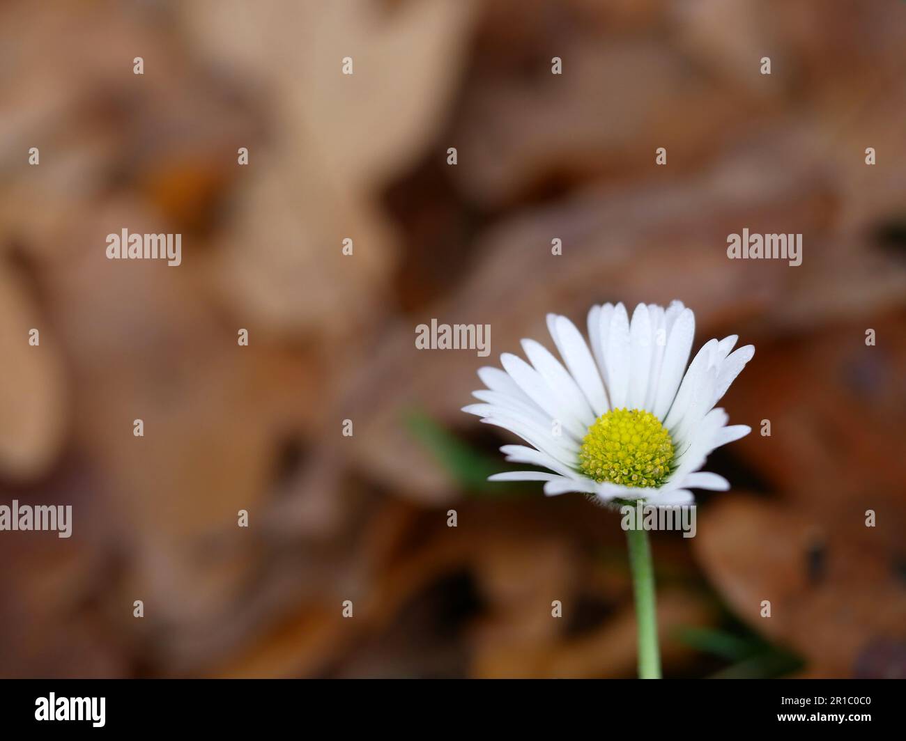 common daisy with autumn leaf background Stock Photo - Alamy