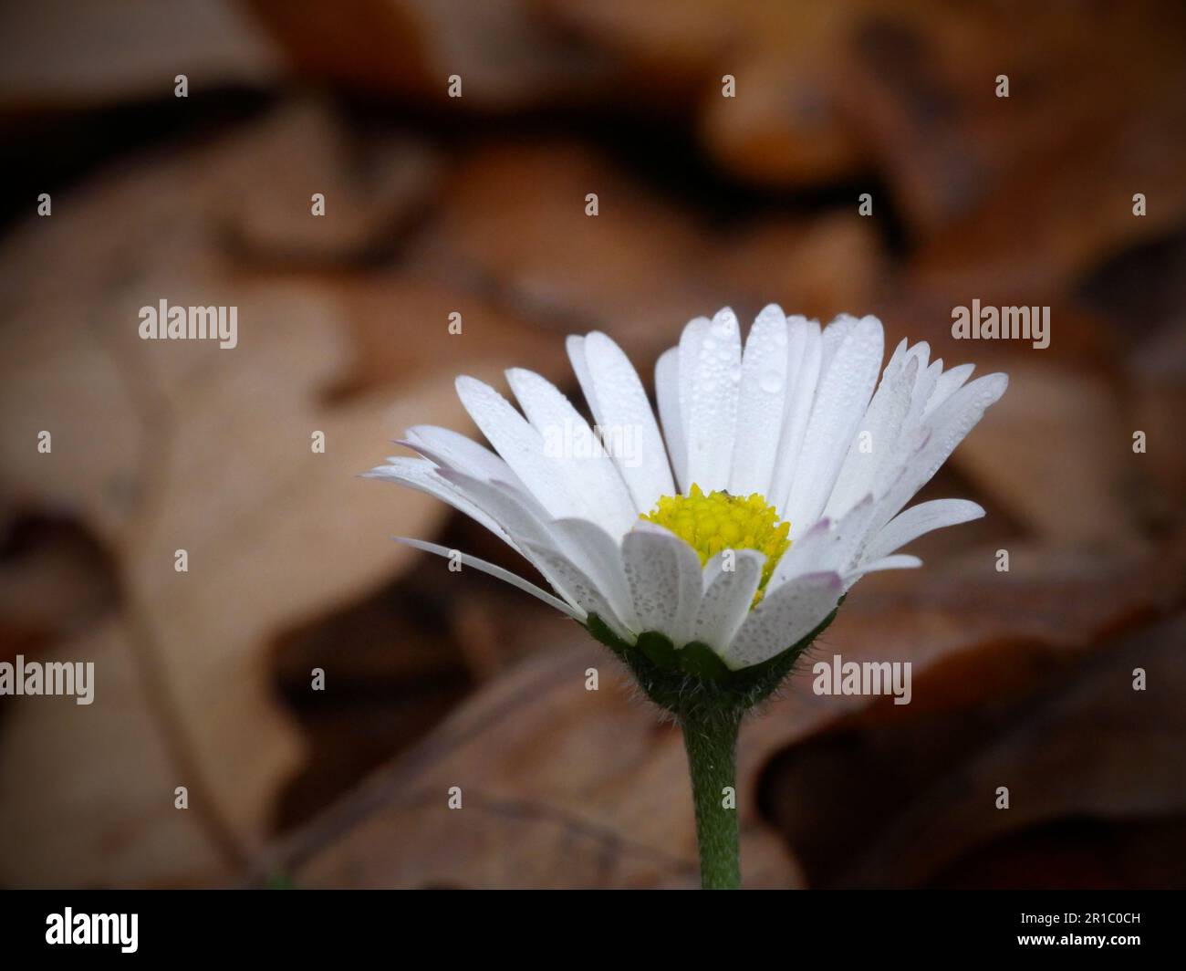 common daisy with autumn leaf background Stock Photo - Alamy
