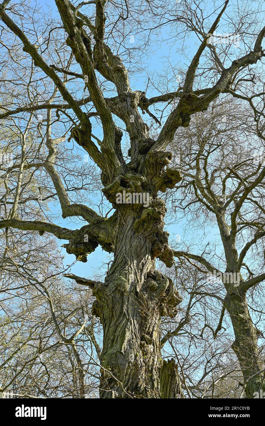 Old dead tree still standing for birds and insects Stock Photo - Alamy