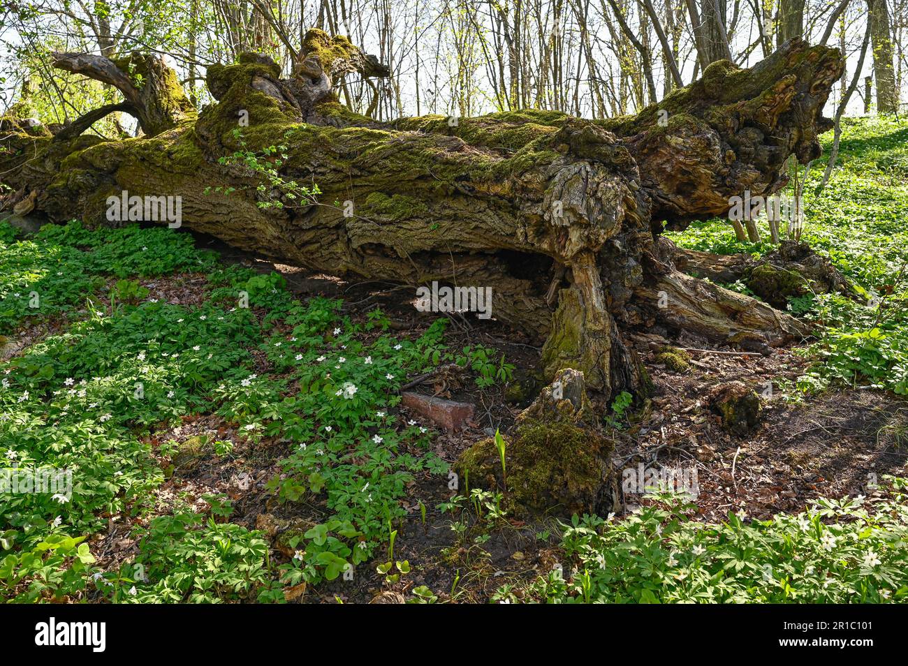 old dead tree giving back to nature Stock Photo - Alamy