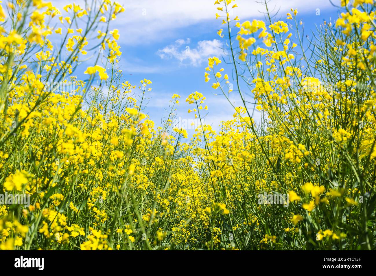 Oilseed Rapeseed Flowers in Cultivated Agricultural Field Stock Photo ...