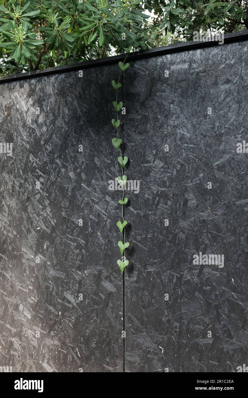 Natural plants and vegetation surviving and growing in urban ...