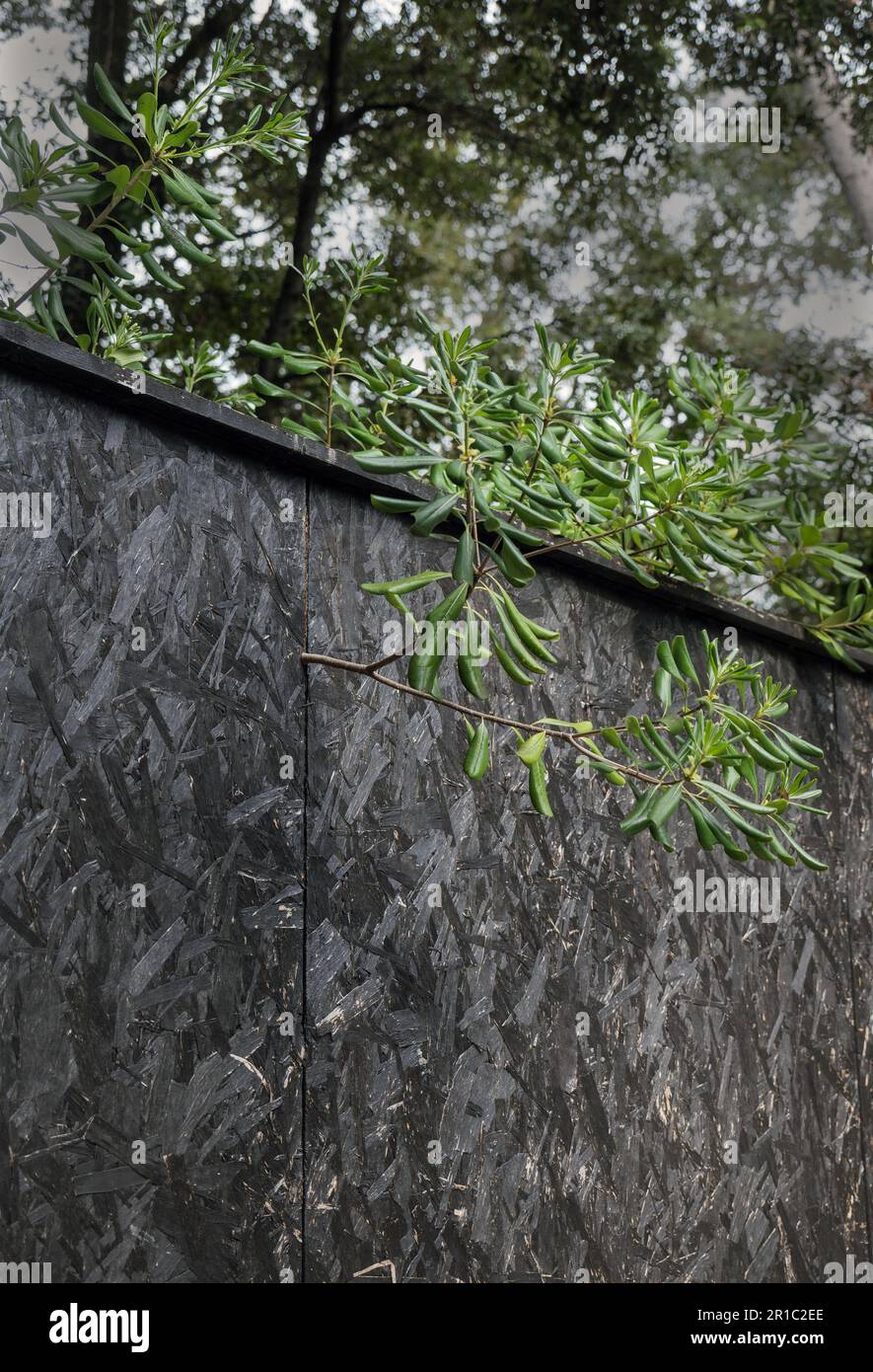 Natural plants and vegetation surviving and growing in urban ...