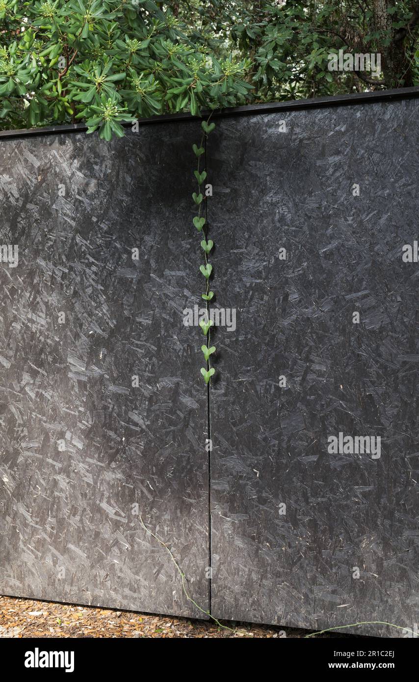 Natural plants and vegetation surviving and growing in urban ...