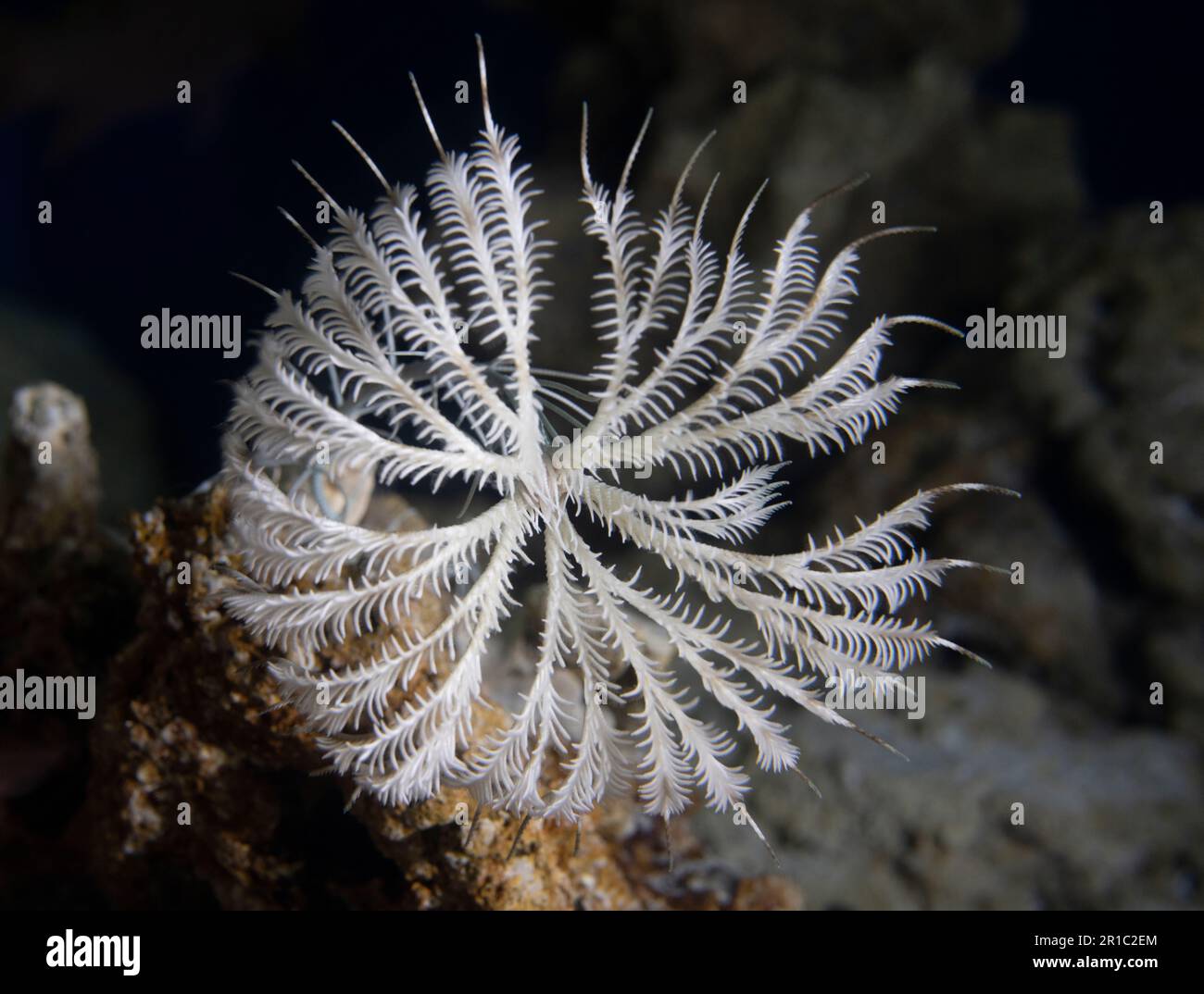 Comatulidina sp. Sea feather Stock Photo - Alamy