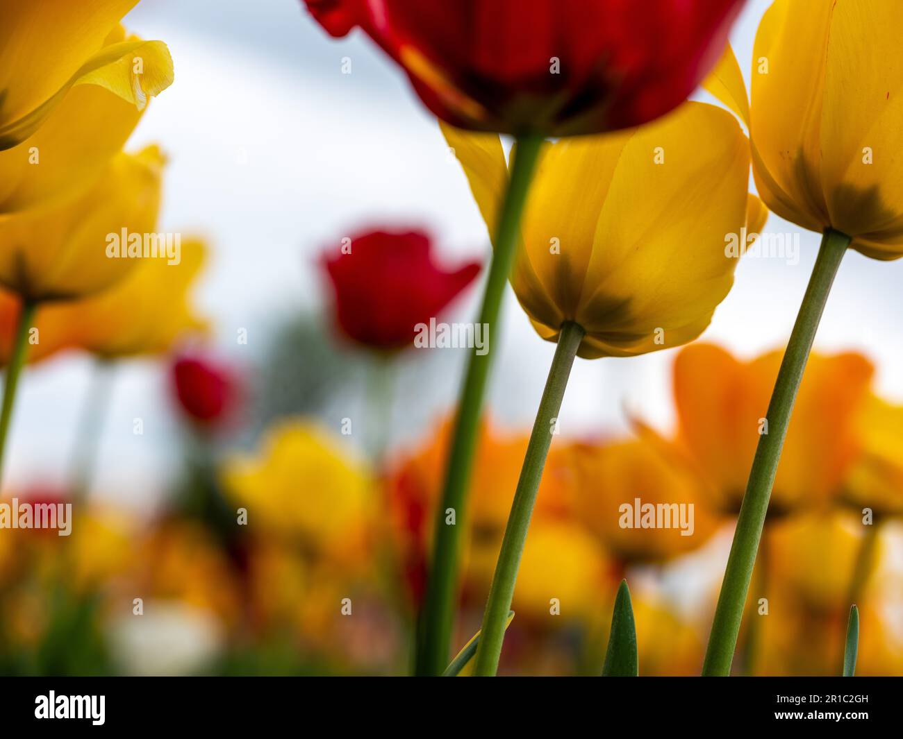 A vibrant tulip field in full bloom during spring, showcasing a ...