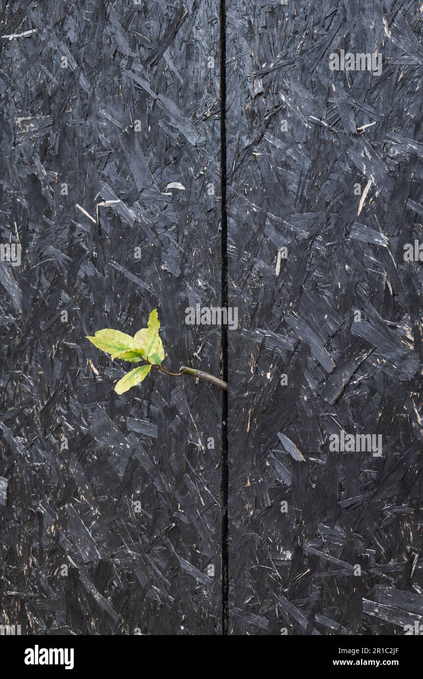 Natural plants and vegetation surviving and growing in urban ...