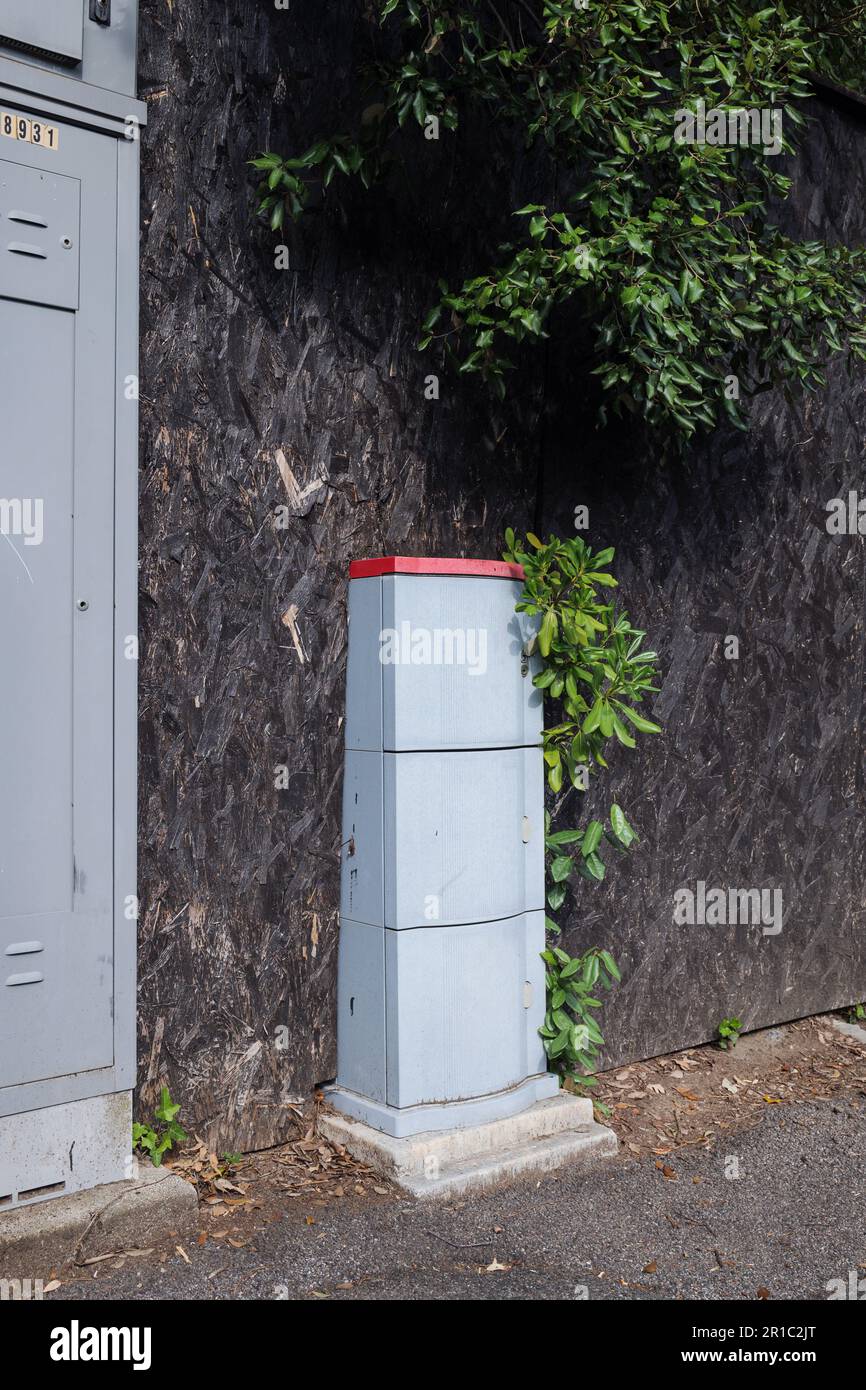 Natural plants and vegetation surviving and growing in urban ...