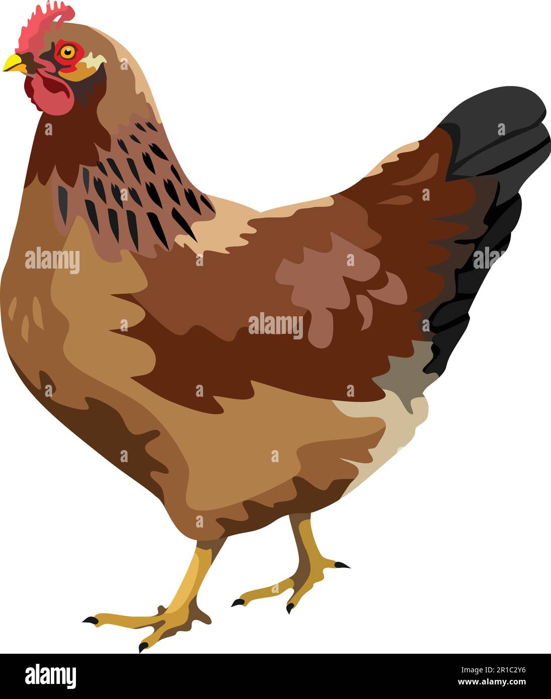 Hen Chicken Bird Animal Vector Stock Vector Image & Art - Alamy