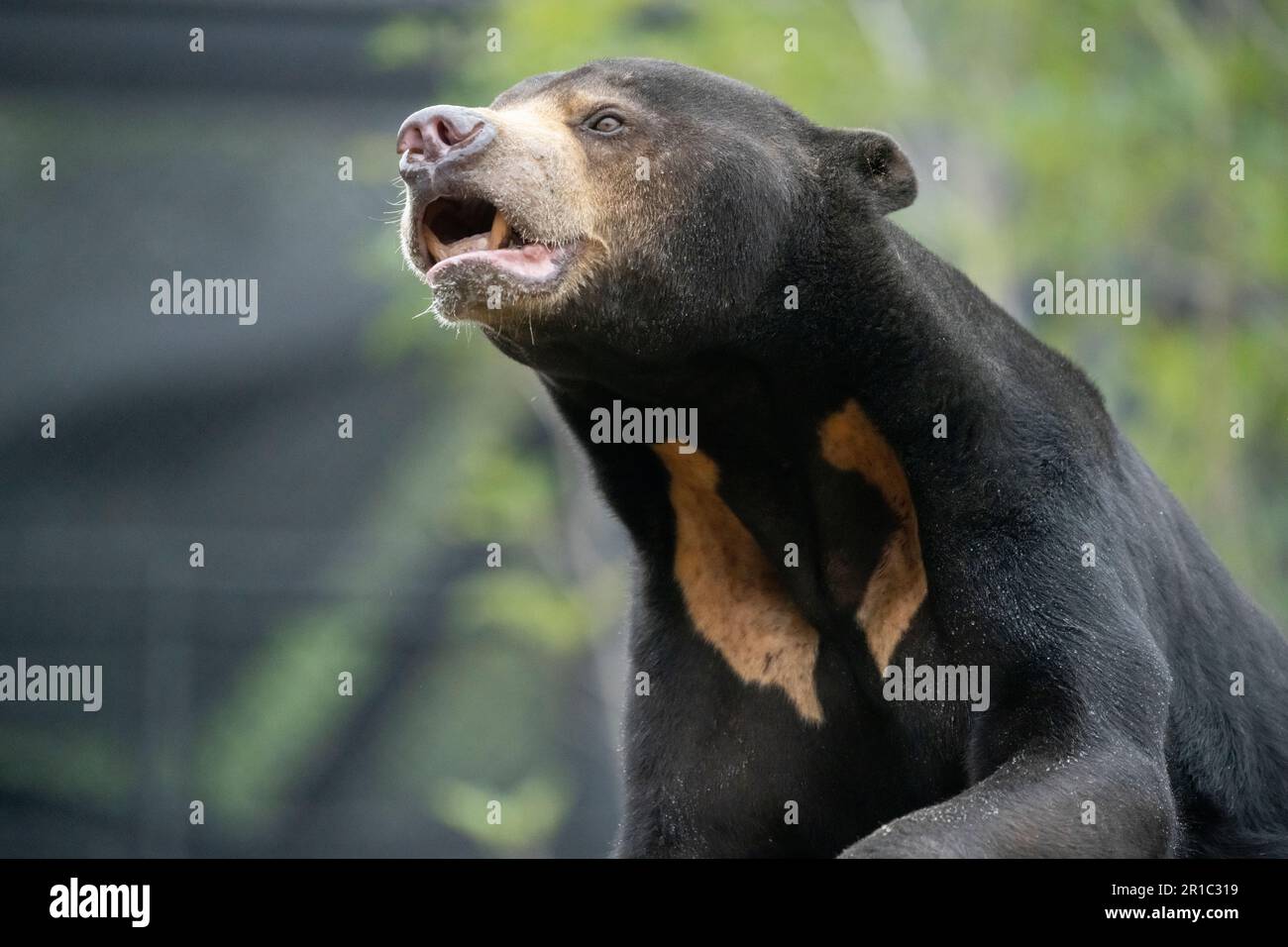 Malayan Sun Bear Stock Photo - Alamy