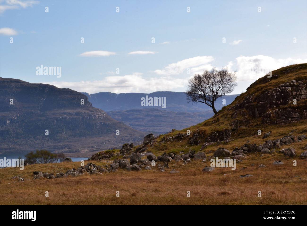 Tree on hill slope in Inveralligin, Scotland with Shieldaig and ...
