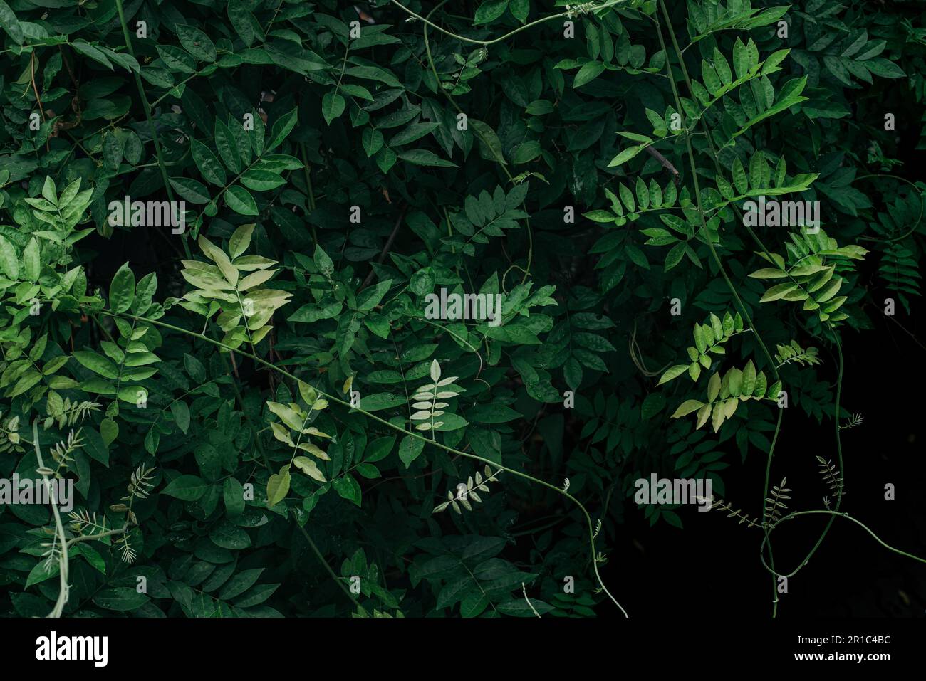 Evergreen climbing leaves texture with dark background Stock Photo - Alamy