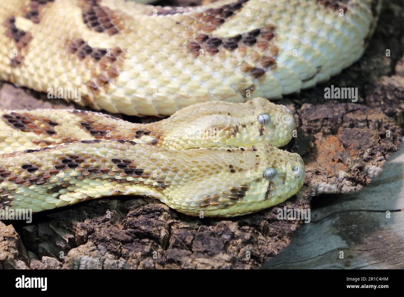 Puffotter / Puff adder / Bitis arietans Stock Photo - Alamy