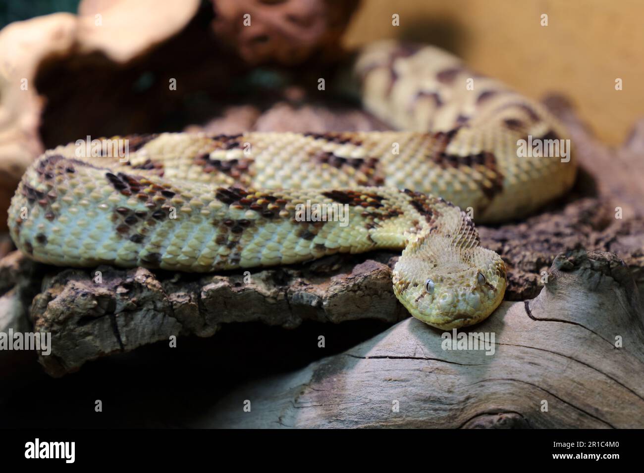 Puffotter / Puff adder / Bitis arietans Stock Photo - Alamy