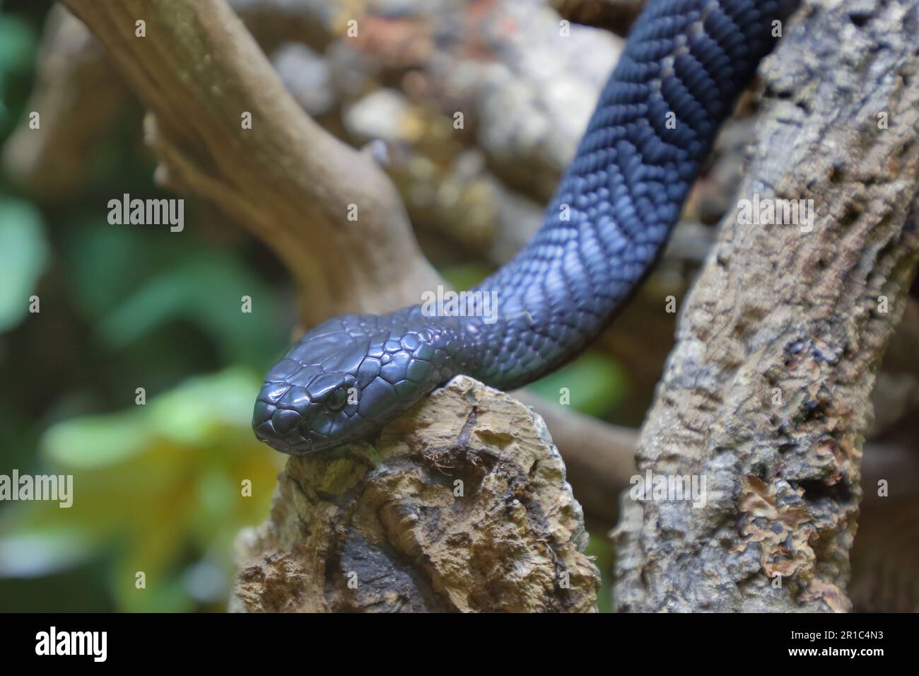 Schwarze Speikobra / Black spitting cobra / Naja nigricincta woodi ...